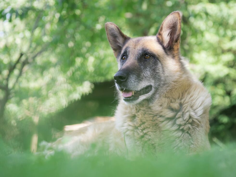 7 Health Tips Every Senior Pet Parent Should Know | Sturgis Veterinary ...